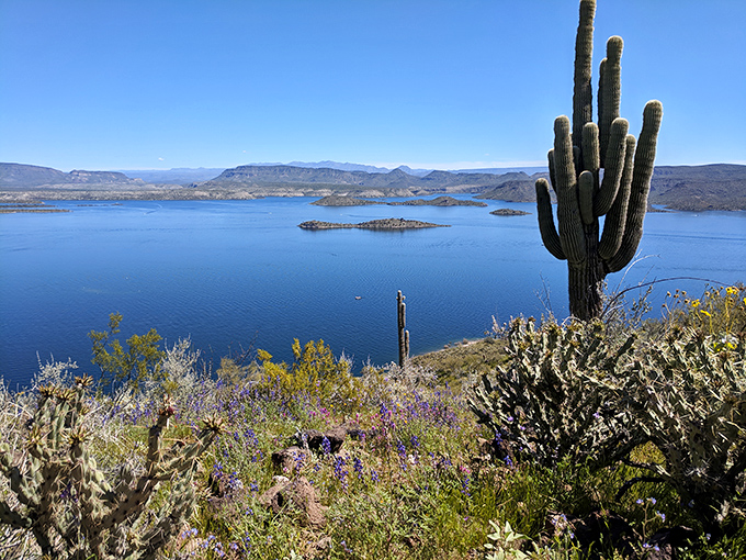 Nature's perfect contradiction: Towering saguaros and wildflowers frame the sapphire waters, like Mother Nature couldn't decide between desert and oasis.