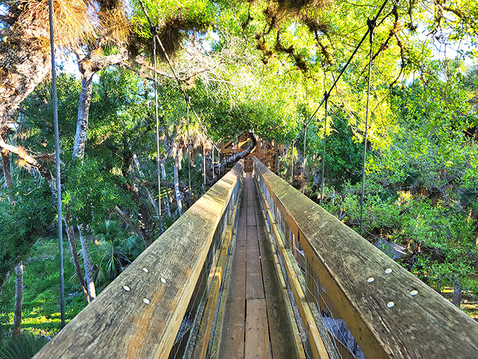 Nature's ultimate high-wire act: the canopy walkway suspends you 25 feet above the ground, turning ordinary hikers into temporary treetop explorers.