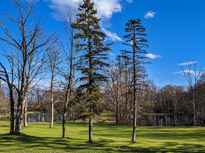 Mother Nature's grand lobby welcomes visitors with towering trees and dappled sunlight, no reservation required.