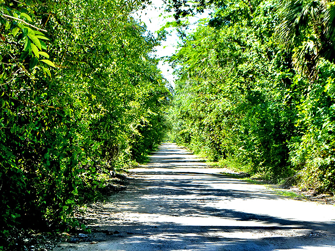Nature's green cathedral awaits as sunlight dapples through the dense foliage, creating a magical tunnel effect along this secluded limestone path.