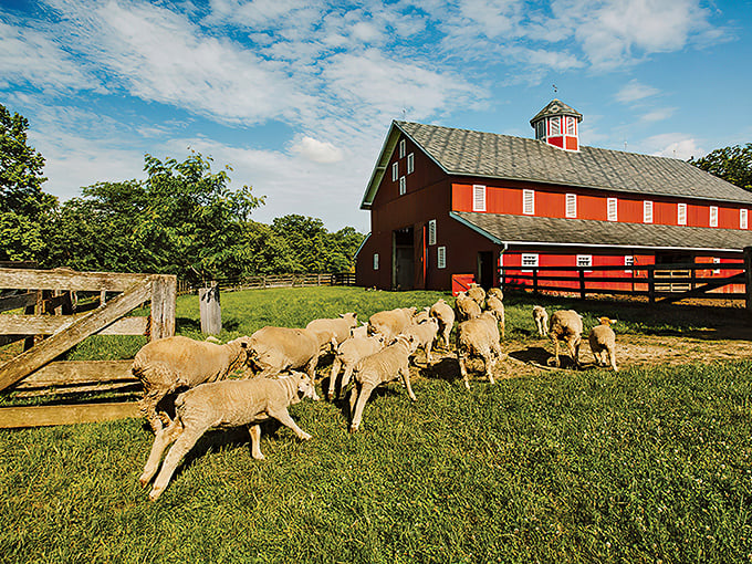 The quintessential American farm scene—sheep scampering across emerald grass toward a classic red barn that looks like it was plucked straight from a Norman Rockwell painting.