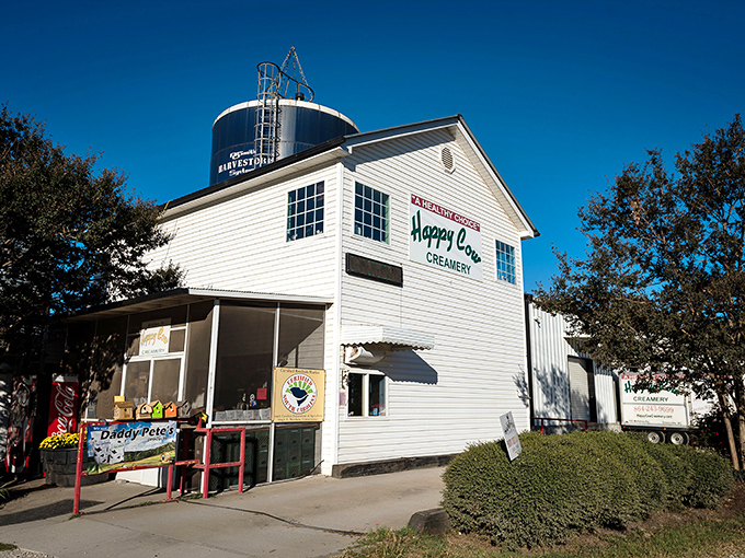The iconic white clapboard building with its blue water tower stands like a dairy beacon against the Carolina sky. Farm-fresh goodness awaits inside.