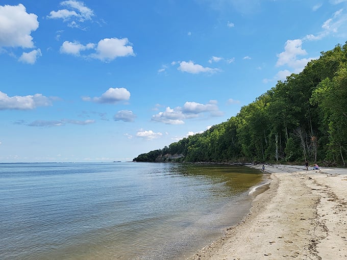 Where the forest meets the bay, Flag Ponds offers a pristine stretch of Chesapeake shoreline that feels worlds away from city life.