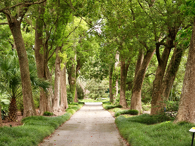 Nature's cathedral awaits. This tree-lined pathway at Leu Gardens offers the kind of dappled sunlight photographers dream about and dermatologists approve of.