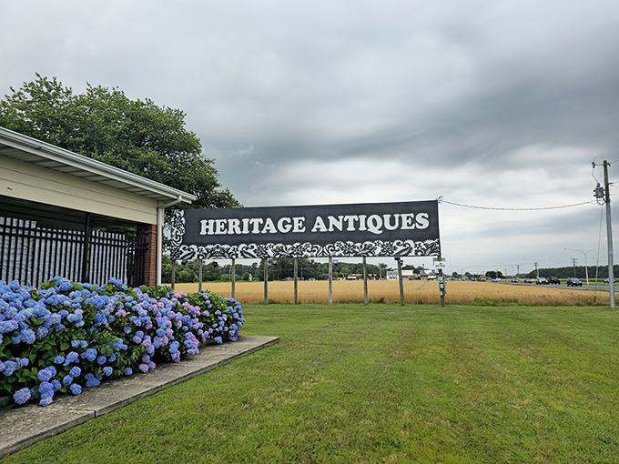 The blue hydrangeas welcome you like old friends to Heritage Antiques Market, where treasures await under that unassuming sign.
