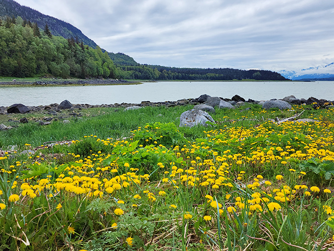 Mother Nature showing off again! The turquoise waters of Chilkat Inlet meet emerald shorelines with snow-capped mountains standing guard in the distance.