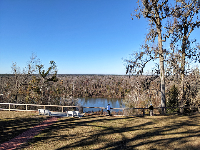 Standing at this overlook feels like discovering Florida's secret mountain range. The Apalachicola River winds below, reminding you this isn't your typical Florida postcard scene.