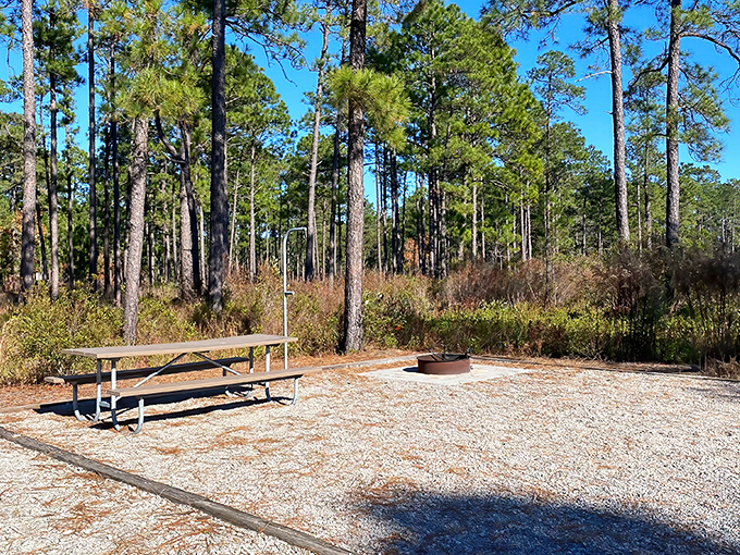 Rustic camping perfection: A picnic table, fire ring, and endless pine-scented air. Five-star accommodations for those who rate by stars in the sky.