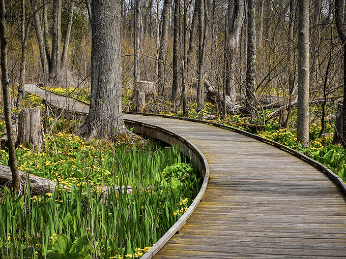 Nature's perfect curves! The boardwalk winds through a spring tapestry of marsh marigolds and emerging greenery, inviting exploration of this rare Ohio ecosystem.