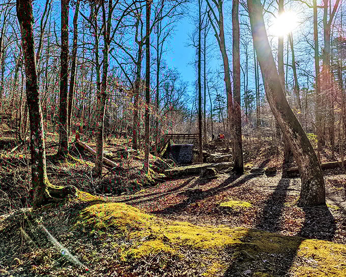Sunlight filters through winter-bare trees, creating a magical pathway that beckons hikers deeper into Tishomingo's ancient forest. Nature's own cathedral.