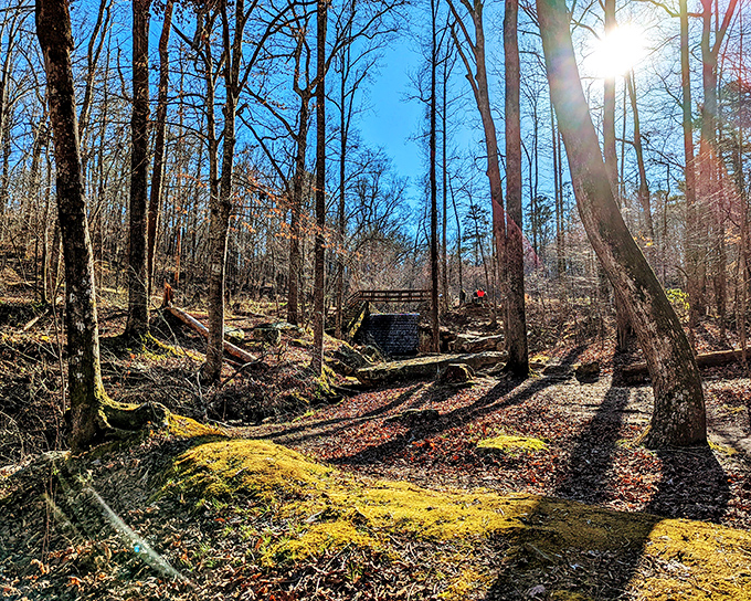 Sunlight filters through winter-bare trees, creating a magical pathway that beckons hikers deeper into Tishomingo's ancient forest. Nature's own cathedral.