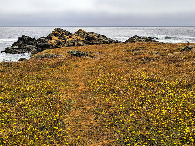 Nature's wildflower carpet rolls out to meet the Pacific. This trail through blooming coastal prairie feels like walking through a living Monet painting.