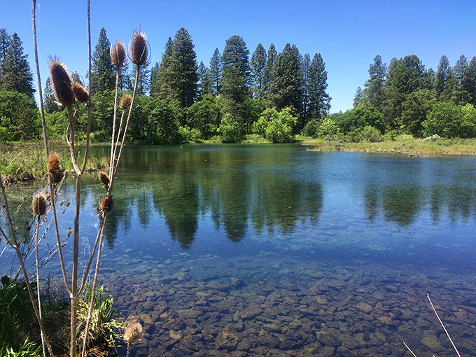 Nature's perfect mirror&mdash;crystal clear springs reflect towering pines while teasel flowers stand sentinel, nature's own welcoming committee.