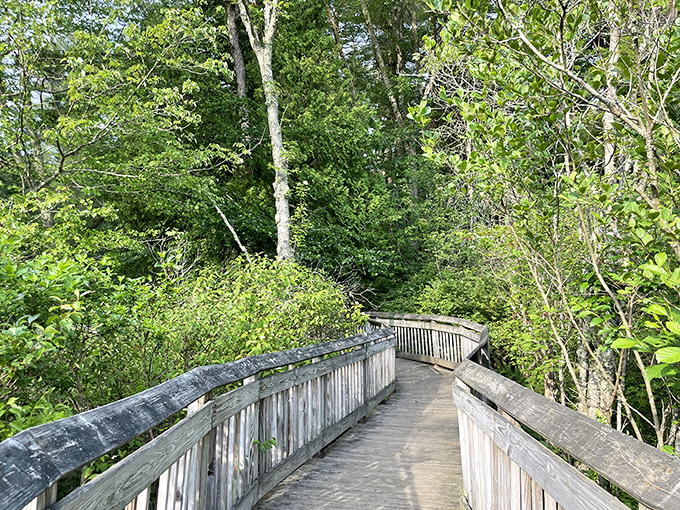 The wooden boardwalk at Chatfield Hollow winds through lush greenery like nature's version of the yellow brick road&mdash;minus the singing munchkins.