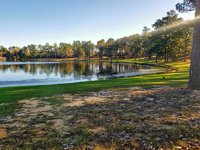 Morning light transforms the shoreline into nature's watercolor painting, where pine shadows dance across grass that practically begs for a picnic blanket.