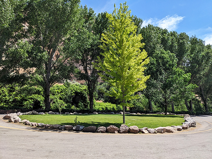 A perfect circle of green amid the desert landscape. Like finding a mint-condition vinyl record in your grandparents' dusty attic.
