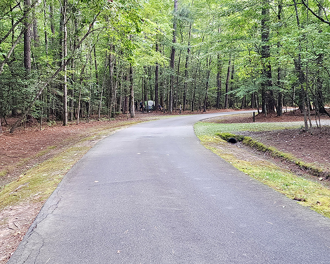 The winding entrance road at Merchants Millpond feels like nature's red carpet, inviting you into a world where time slows down.