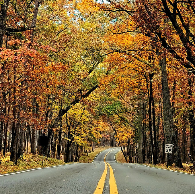 Fall's grand performance at Kings Mountain. Mother Nature showing off her color palette like she's auditioning for a Wes Anderson film.