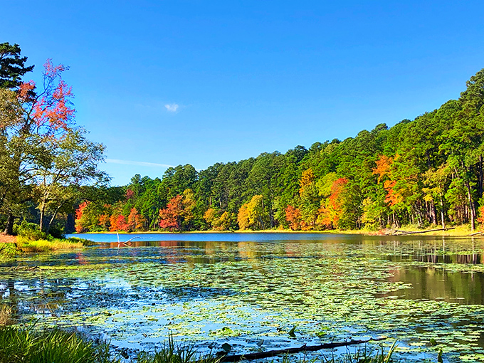 Nature's own kaleidoscope! Fall foliage creates a perfect mirror image on the lake's surface, proving Mother Nature is still the world's greatest artist.