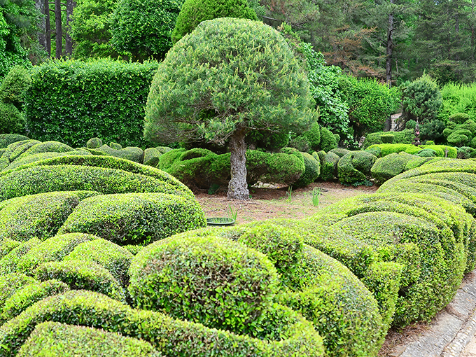 Spiraling green masterpieces reach skyward like botanical DNA strands. Pearl Fryar's living sculptures transform ordinary shrubs into extraordinary art that defies horticultural convention.