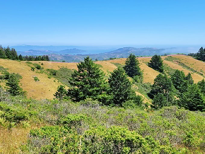 Golden hills meet azure skies at Mount Tam, where California shows off its natural splendor like it's auditioning for a National Geographic cover.