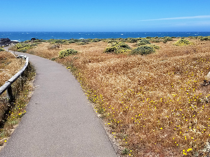 The path less traveled leads to the greatest views. Salt Point's coastal trail invites you to wander where the golden grasses meet endless blue horizons.