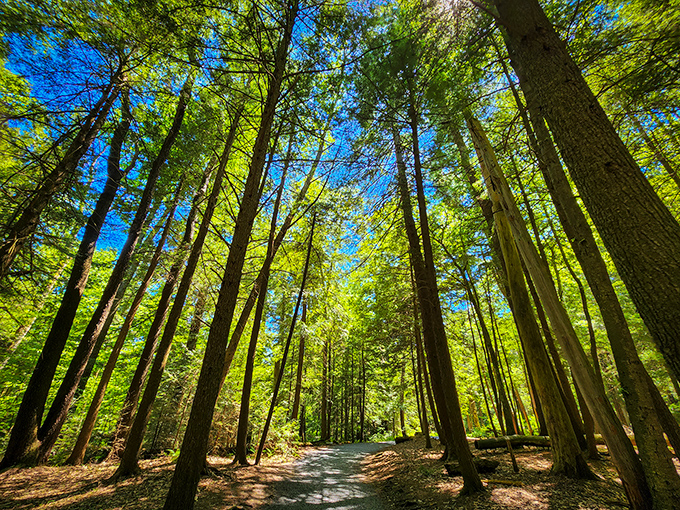 Looking up at these towering sentinels feels like nature's own cathedral. The sunlight filtering through creates a stained-glass effect that no human architect could match.