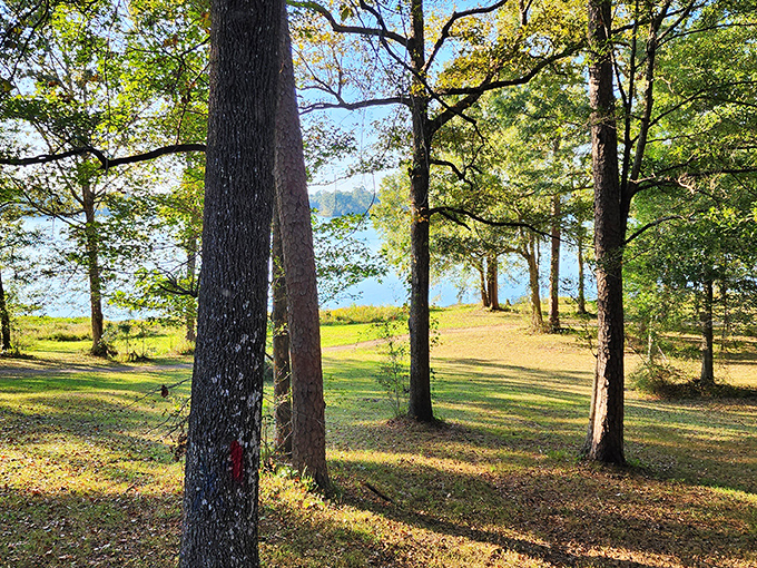 Sunlight dapples through towering pines, creating nature's own stained glass effect as Lake Tangipahoa peeks through the trees. Mother Nature showing off again.