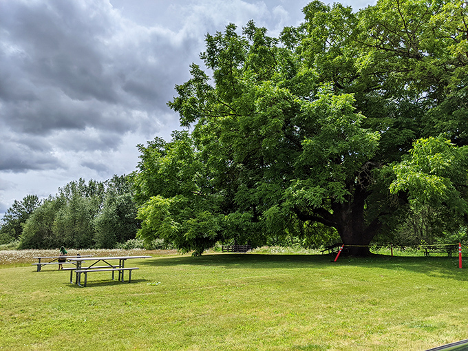 Nature's perfect picnic spot awaits under this majestic tree, where clouds play hide-and-seek with the sun and picnic tables practically beg for your sandwich collection.