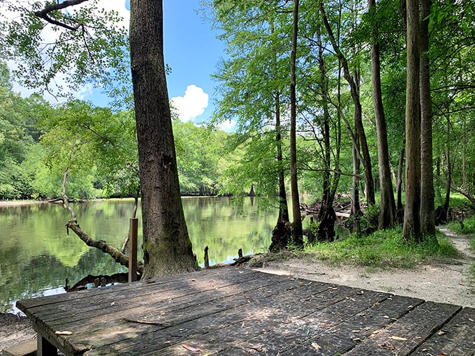 The Edisto River glides by like nature's own sweet tea, creating a perfect fishing dock where time seems to stand wonderfully still.