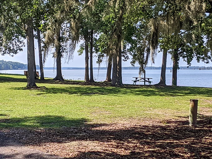 Spanish moss drapes from towering trees like nature's own curtains, framing a perfect lakeside picnic spot where time seems to slow down.