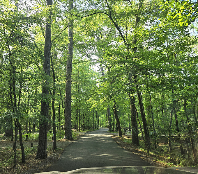 Nature's green cathedral awaits as you drive through this shaded corridor. The trees stand like patient ushers, inviting you into their leafy sanctuary.