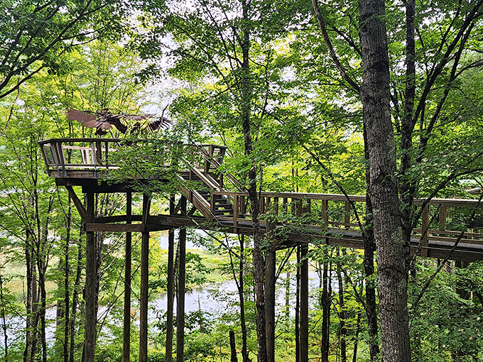The elevated walkway at Quechee offers a bird's-eye view that makes you feel like you're floating among Vermont's emerald canopy.