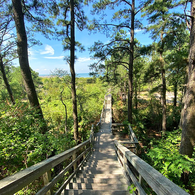 Nature's stairway to heaven! This boardwalk at Kiptopeke invites you to descend into a world where stress dissolves faster than sugar in hot coffee.