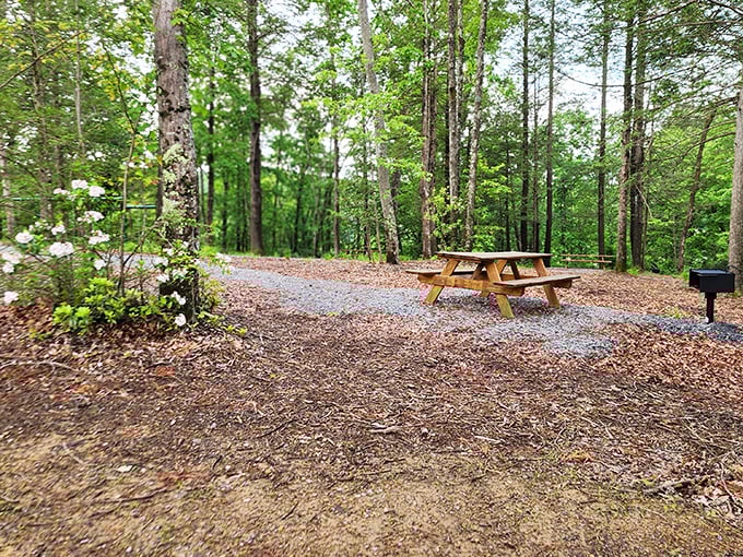 A peaceful picnic spot nestled among towering trees, where the only reservation required is the one you make with yourself to slow down.
