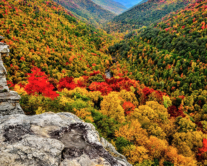 Nature's autumn masterpiece on full display at Blackwater Falls State Park. The canyon explodes with fiery reds and golden yellows that would make even Bob Ross reach for extra paint.