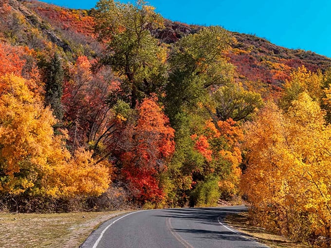 Fall's fiery palette transforms the Nebo Loop into nature's art gallery, where every curve reveals another masterpiece.