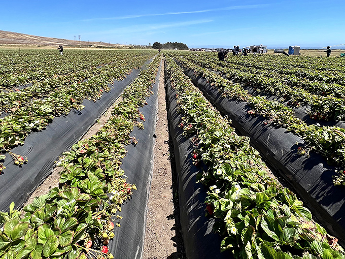 Rows of green promise stretch toward the horizon, where organic strawberry plants await their moment of glory under the California sun.
