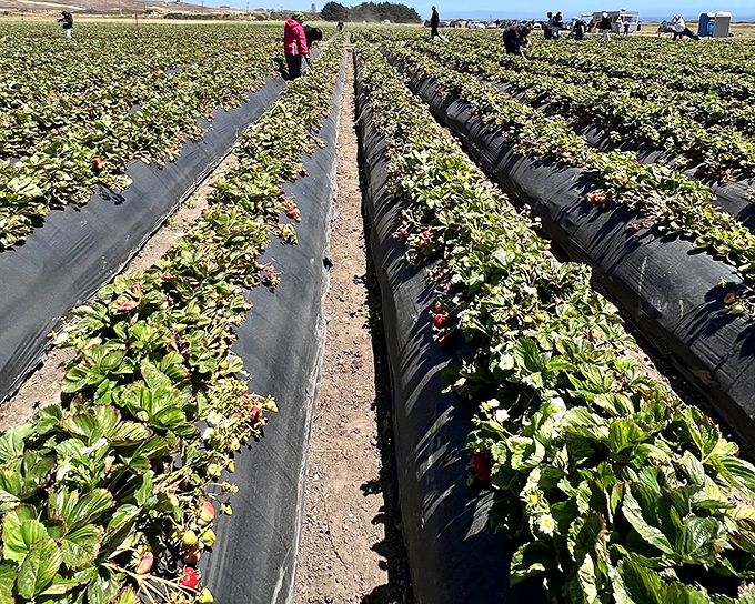 Rows of promise stretching toward the horizon. Nature's geometry lesson where every plant holds the potential for berry perfection.
