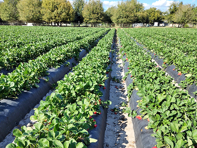 Rows upon rows of vibrant green strawberry plants stretch toward the horizon, nature's assembly line of sweetness waiting to be discovered.