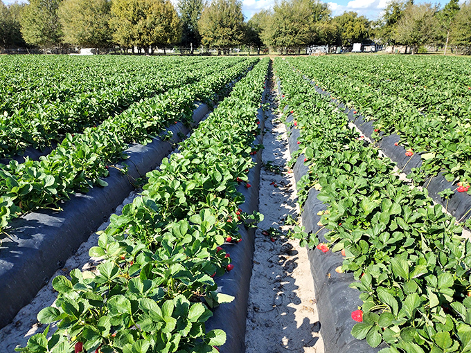 Rows of green promise stretch toward the horizon, each plant a tiny factory producing nature's candy. Florida sunshine does what no laboratory ever could.