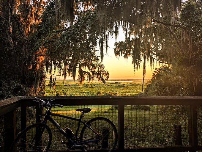 Nature's perfect frame: Spanish moss drapes like theater curtains, revealing Alachua Lake's golden sunset performance. The bicycle suggests this view is worth the journey.