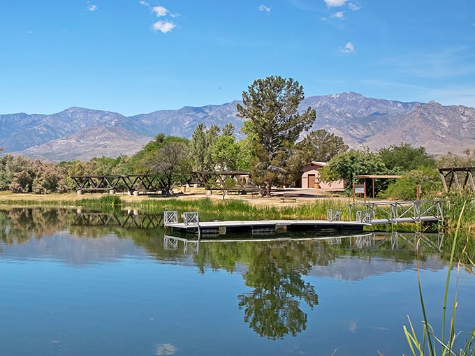 Mother Nature's masterclass in tranquility &ndash; ducks glide across glass-like waters while cottonwoods stand guard along the shoreline.