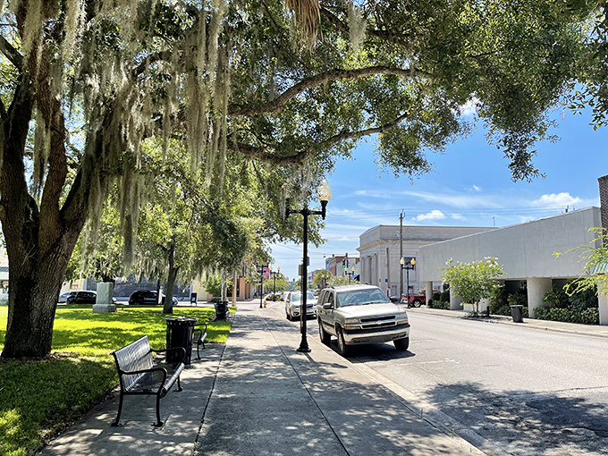 Spanish moss drapes over sidewalks like nature's awnings, creating dappled shade perfect for afternoon strolls when Florida's sun means business.