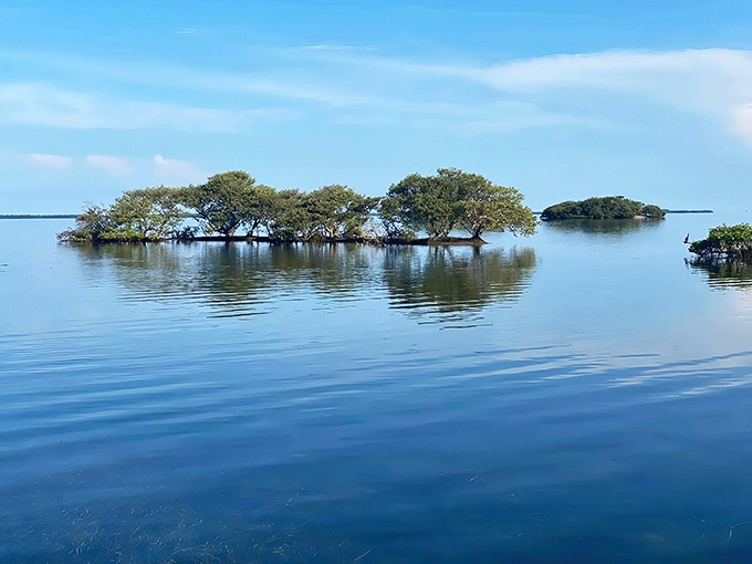 Mother Nature's masterclass in tranquility. Mangroves create their own little island universe, reflecting perfectly in waters so still they could be glass.