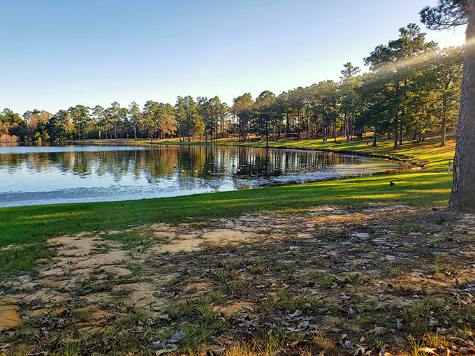 Morning light transforms the shoreline into nature's watercolor painting, where pine shadows dance across grass that practically begs for a picnic blanket.