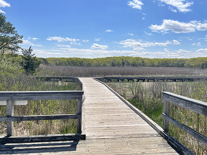 The wooden boardwalk stretches into the marsh like nature's red carpet, inviting you to explore a world where reeds whisper secrets of the wetlands.