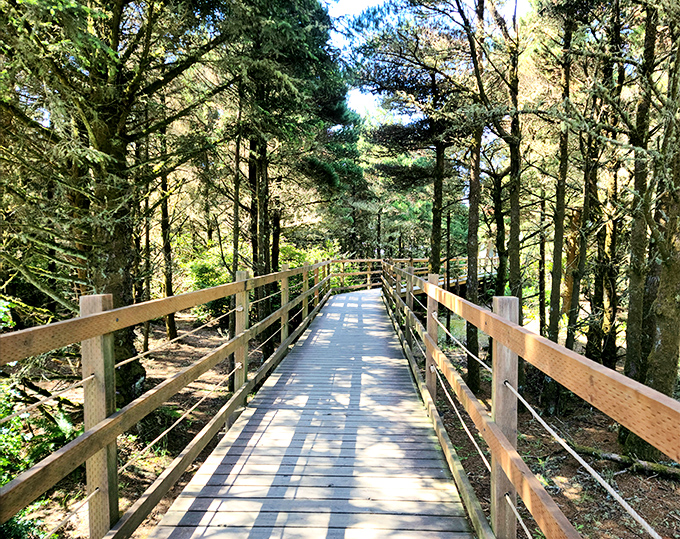 Nature's own boardwalk invites you into the emerald heart of Fort Stevens, where sunlight plays hide-and-seek between towering pines.
