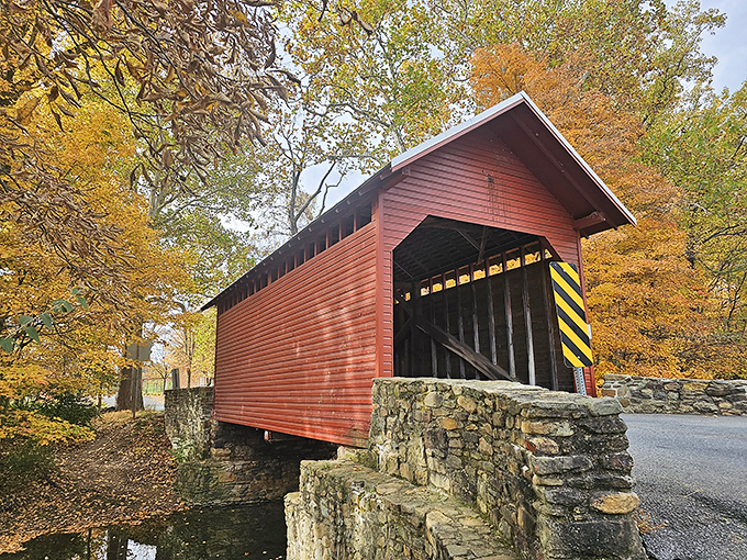 That classic red exterior against autumn foliage creates a scene so perfect it almost seems photoshopped by nature itself.