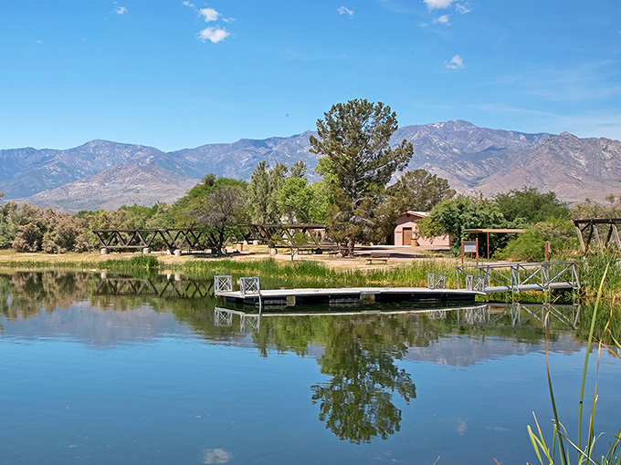 Mother Nature's masterclass in tranquility &ndash; ducks glide across glass-like waters while cottonwoods stand guard along the shoreline.